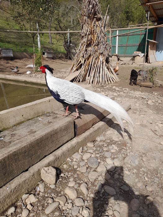 Vănd doi masculi de fazan arginti din 2023 foarte frumoși . Nicolae Balcescu • OLX.ro