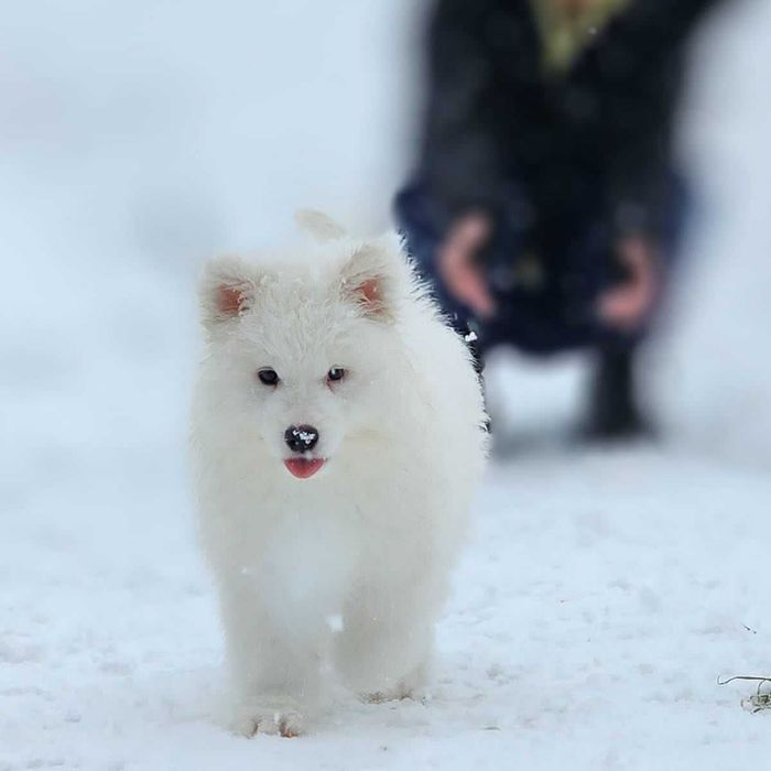Pui rasa Samoyed Bucuresti Sectorul 1 • OLX.ro