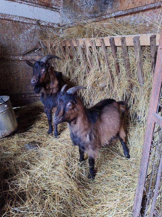 Vand 2 Tapi si o capra Alpini francezi Vadu Izei • OLX.ro