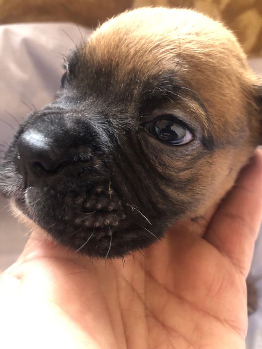 Boxer German -4 luni Timisoara • OLX.ro