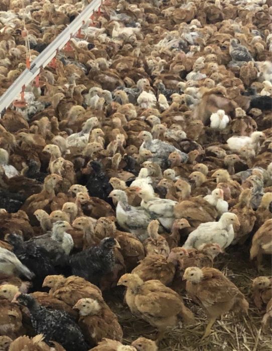 Junior Farm vinde pui albi carne rasa mixta boboci de rata pui curca ...