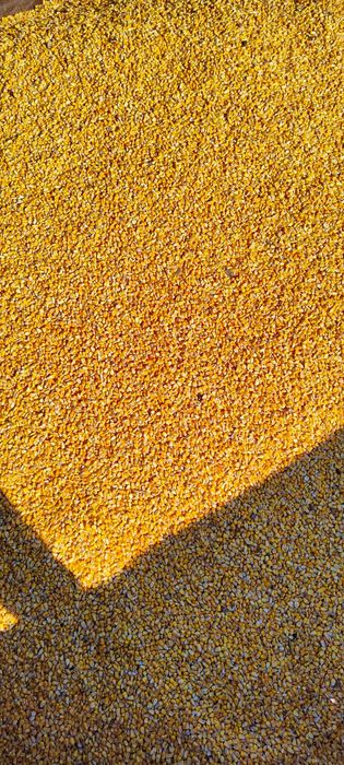 Porumb boabe uscat Lechinta • OLX.ro