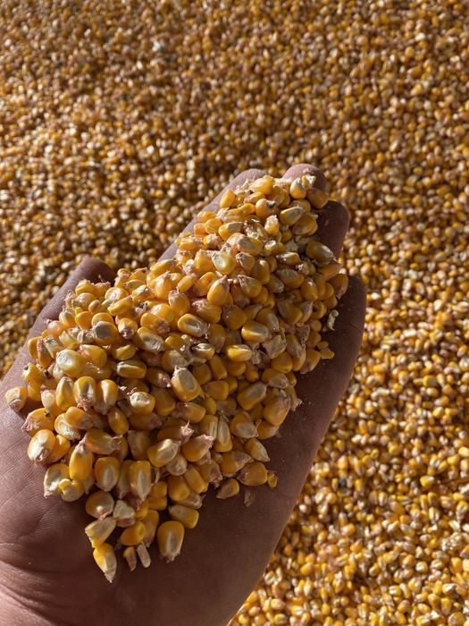 Porumb de vanzare Vacaresti • OLX.ro