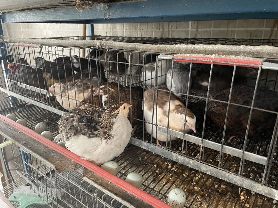 Oua fertile de Prepelita CELADON Darasti-Ilfov • OLX.ro