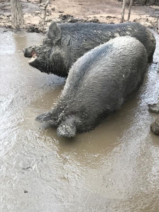 Trofeu de mistret Saru Dornei • OLX.ro