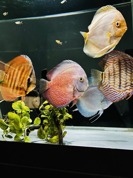Pesti acvariu Discus Iasi • OLX.ro
