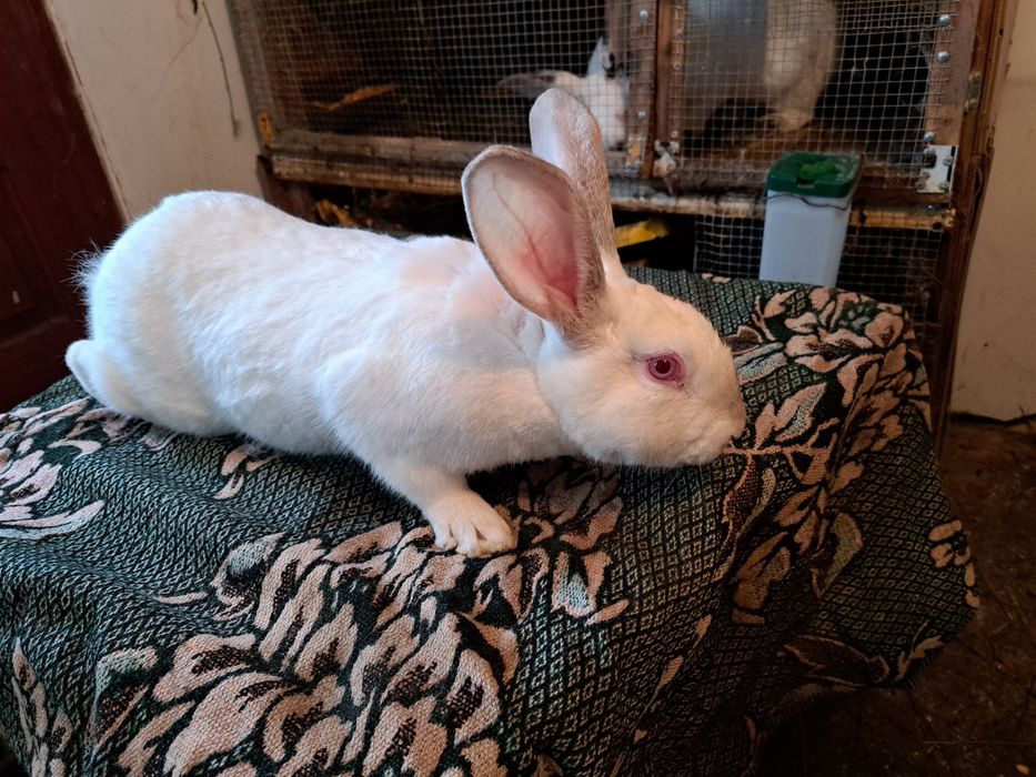 Iepuri hycole francez Piatra Neamt • OLX.ro