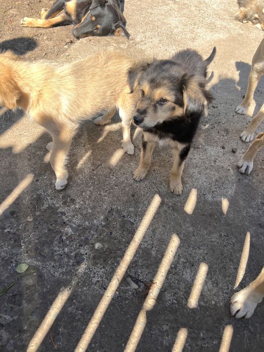 Pui catel adoptie Focsani • OLX.ro