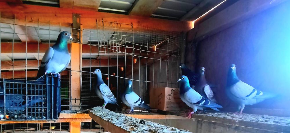 Porumbei pui de anul acesta voiajori neiesiți la zbor și bătrâni ...