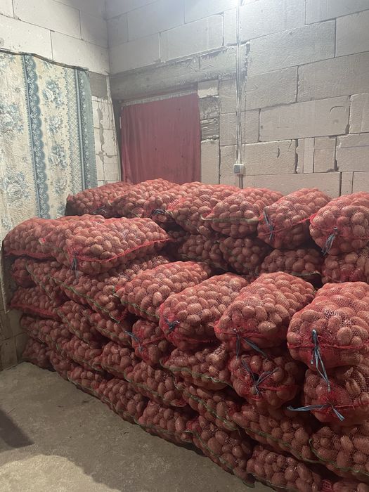 Cartofi rosii de vanzare Fratautii Vechi • OLX.ro