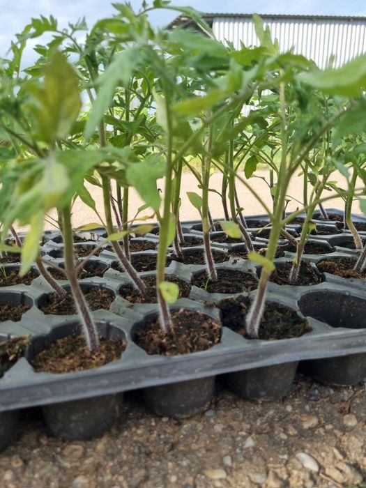 Rasaduri rosii, ardei, vinete, roze, producator Zalau • OLX.ro