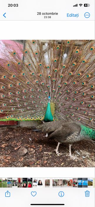 Vand pauni spalding si alte nuante Baile Olanesti • OLX.ro