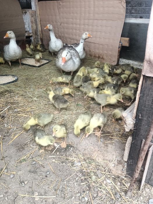 Boboci de gâscă de casă Tileagd • OLX.ro