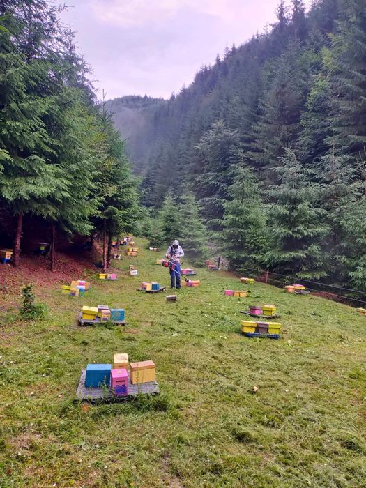 Matci de vanzare selectionate, Buckfast , Carnica Poienile de sub Munte ...