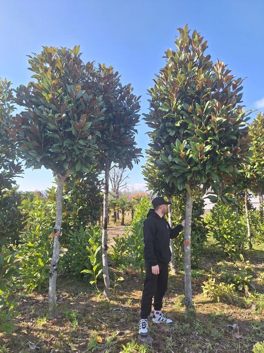 Magnolia grandiflora copac înălțime 5-6 m Snagov • OLX.ro