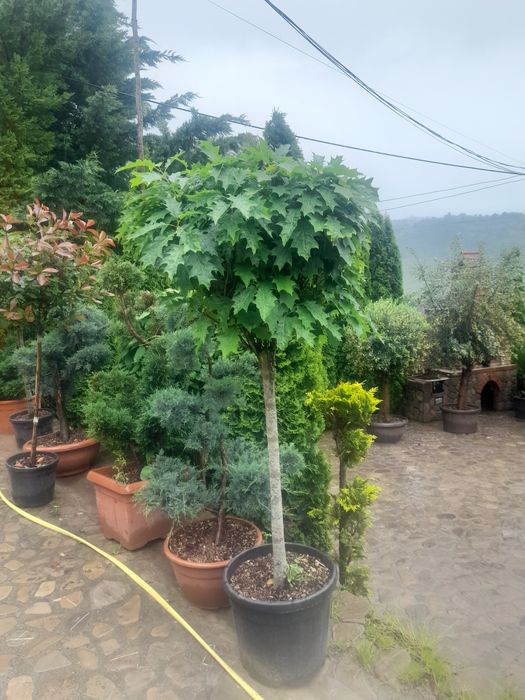 Laur englezesc,taxus ,photinia Voluntari • OLX.ro