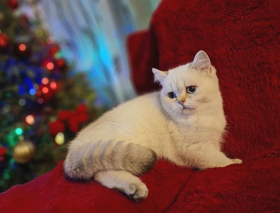 Puiut British Shorthair Golden cu pedigree Piatra Neamt • OLX.ro