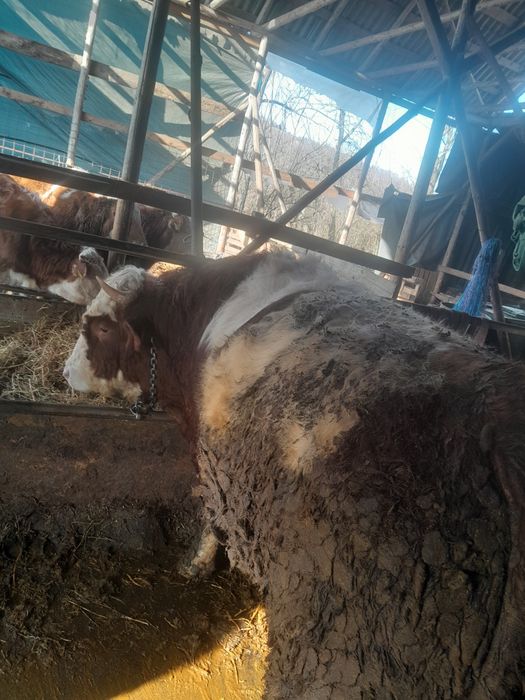 Vând 5 tauri pt abator Aschileu Mic • OLX.ro