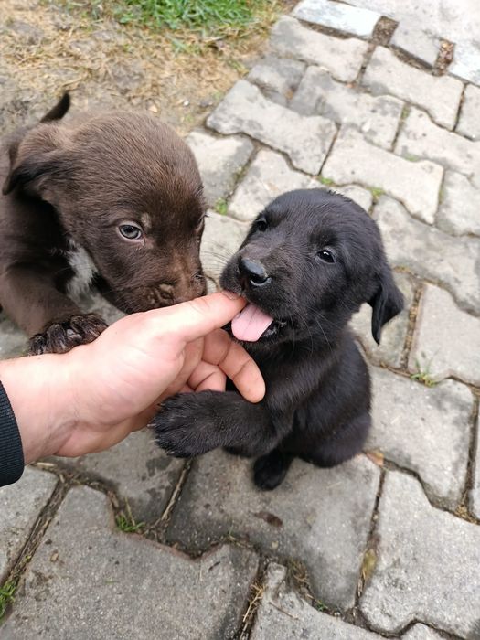 Donez pui de catei Sibiu • OLX.ro