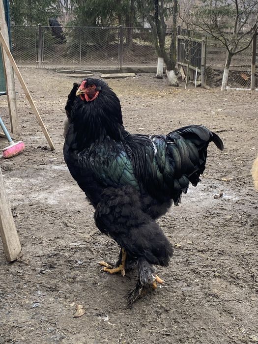 Cocosi brahma si de curte Frasin • OLX.ro