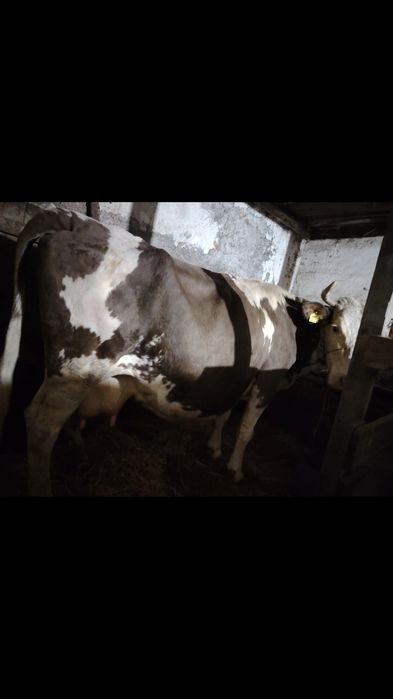 Vacuta... Jgo5 jjh Reghin • OLX.ro