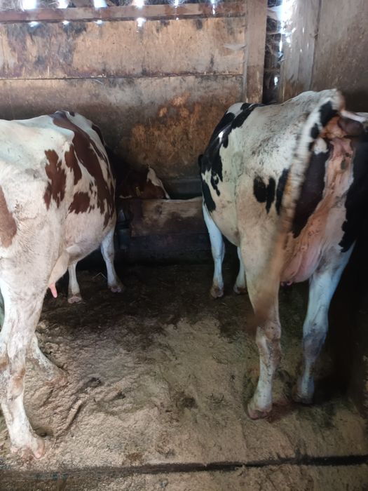 Vând vaci cu lapte gestante viței vițele tăuraș toate Drumul Carului • OLX.ro