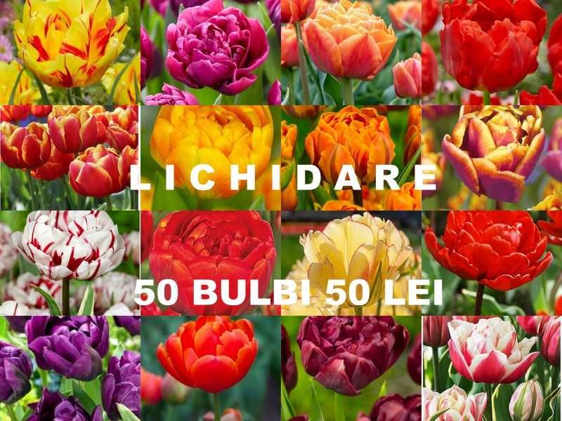 Pachet 110 bulbi lalele 100 lei , 50 duble 50 lei Lazuri • OLX.ro