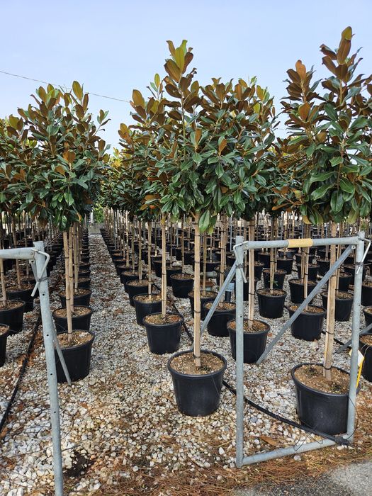 Magnolia grandiflora copac și tufa Maracineni • OLX.ro