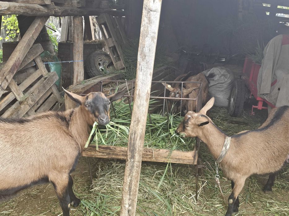 Vand capre Alpina Francez Buzau • OLX.ro