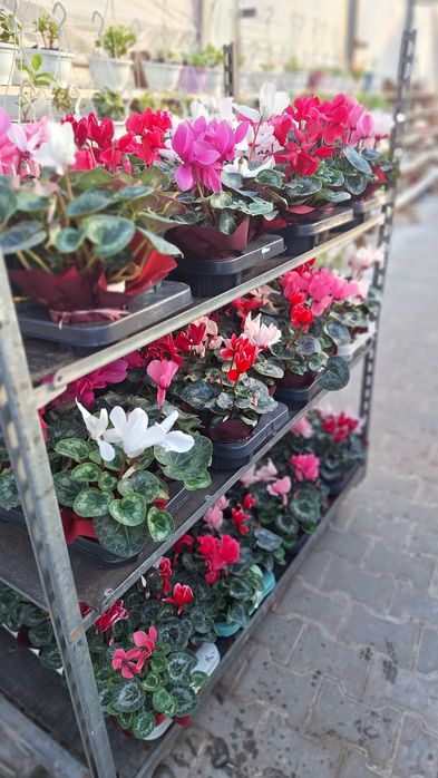 Zambila, Cyclamen, Panseluta de vanzare pentru 14 februarie,1-8 martie ...
