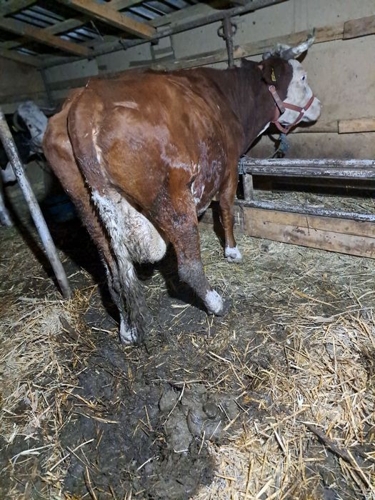 Vind 2 vaci gestante și cu lapte. Simand • OLX.ro