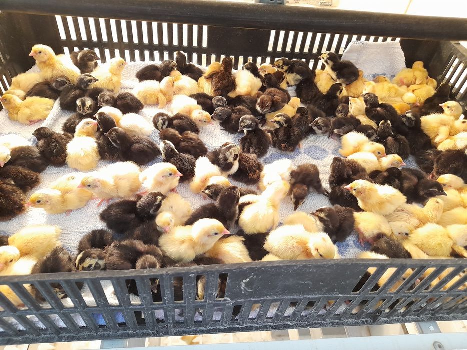 Pui prepelite giganta polara și tuxedo tibetana,jumbo gold ,celadon ...