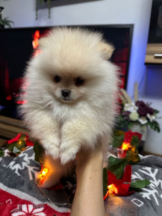 Pomeranian original Sighisoara • OLX.ro