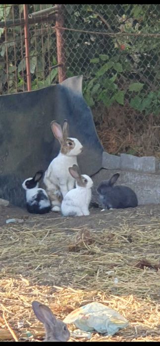 Vand iepuri tin sa precizez ca astea sunt doar o parte din poze Galati • OLX.ro
