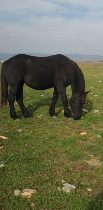 Iapă neagră și ıapă cu mânz de vânzare Avrig • OLX.ro