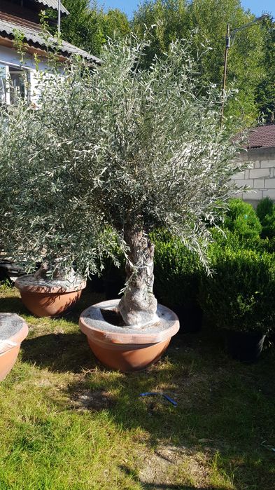 Vindem maslin copac calitate extra Bucuresti Sectorul 2 • OLX.ro