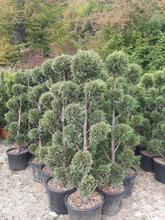 Vindem Brazi. Arginti si Verzi.Tuia Mesteacan Tei etc Buzau • OLX.ro