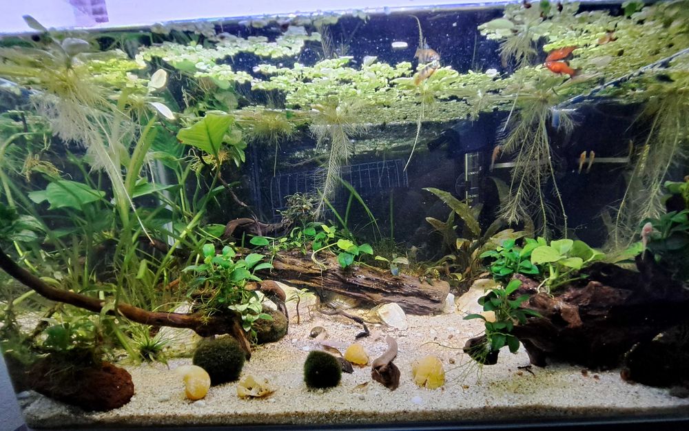 Amenajari/mentenanta acvarii Bucuresti Bucuresti Sectorul 6 • OLX.ro