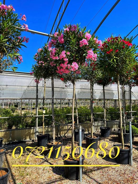 Leandru ( Nerium ) oleandru, lămâi, mandarin, buxus glob, maslin ...
