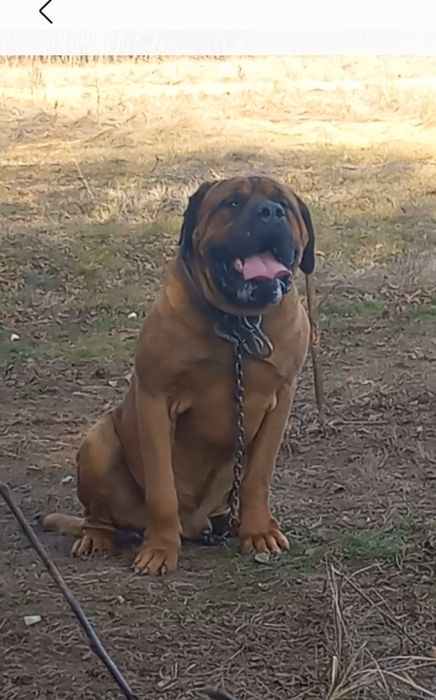 Mascul TOSA INU de vanzare Targu Jiu • OLX.ro