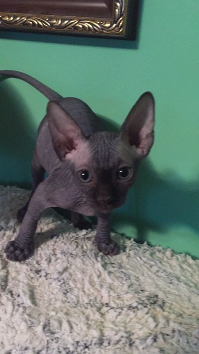 Oferta speciala pisoi sphynx Focsani • OLX.ro