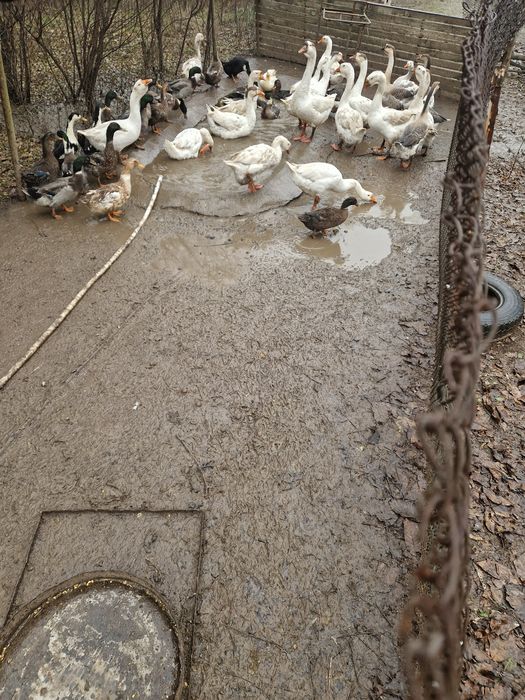 Gâște lesesti (aricane ),rate românești si lesesti) Ilfov Buftea • OLX.ro