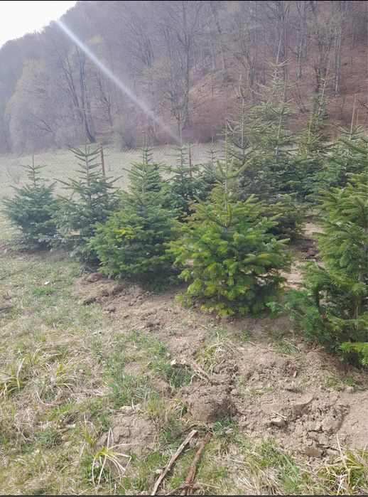 Plante si copaci ornamentali Tunari • OLX.ro