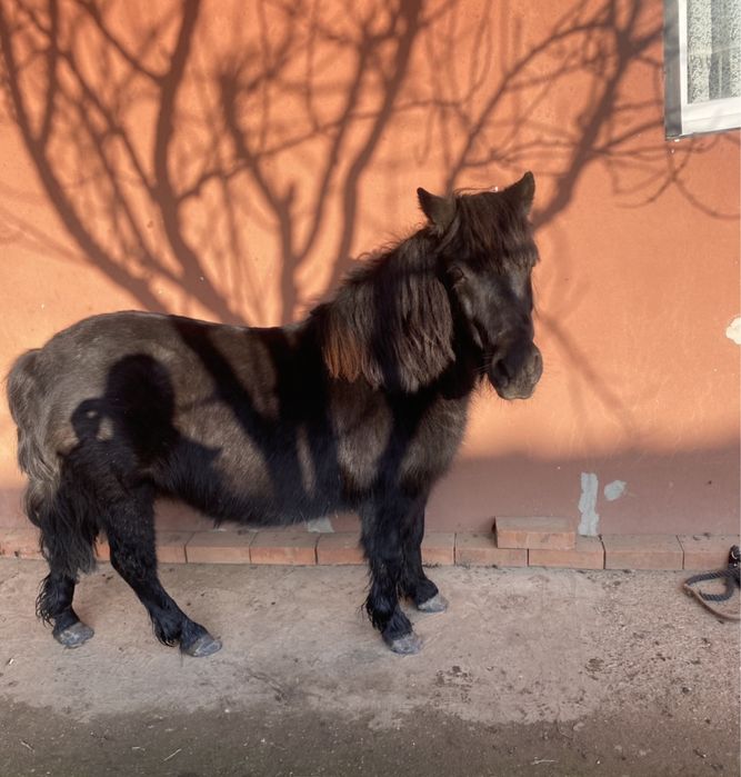 Vand mânza de ponei Vinga • OLX.ro