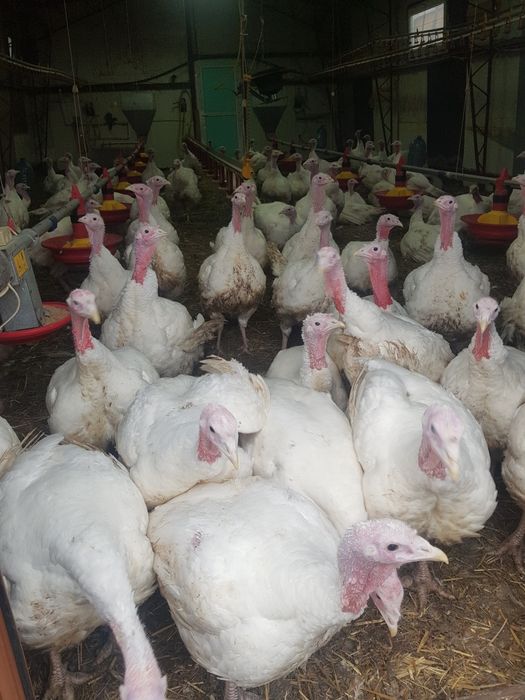 Curcani de țară!!! Chiajna • OLX.ro