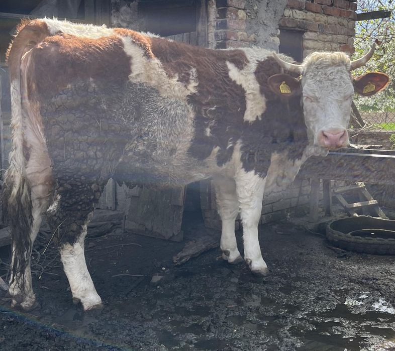 Vând vaca cu vitel Meziad • OLX.ro