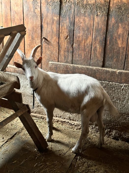 Tap saanen /capra de lapte de vanzare Razvad • OLX.ro