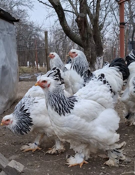 Ouă incubat brahma herminat deschis Targoviste • OLX.ro