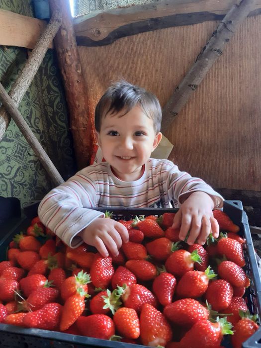 Предлагам разсад ягоди на дребно и едро цена по договаряне гр. Пловдив Каменица 1 • OLX.bg