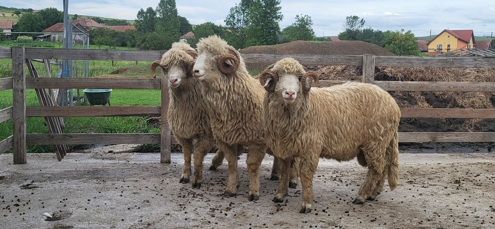 Vand berbeci bali Corusu • OLX.ro